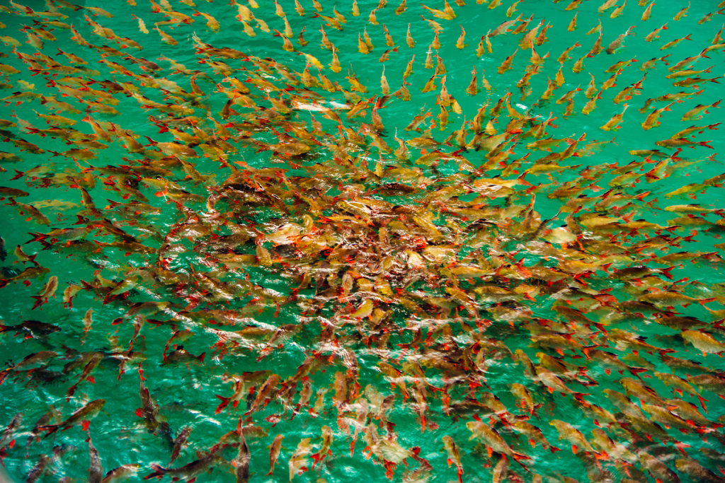 Is water killing your fish? - Hydronix